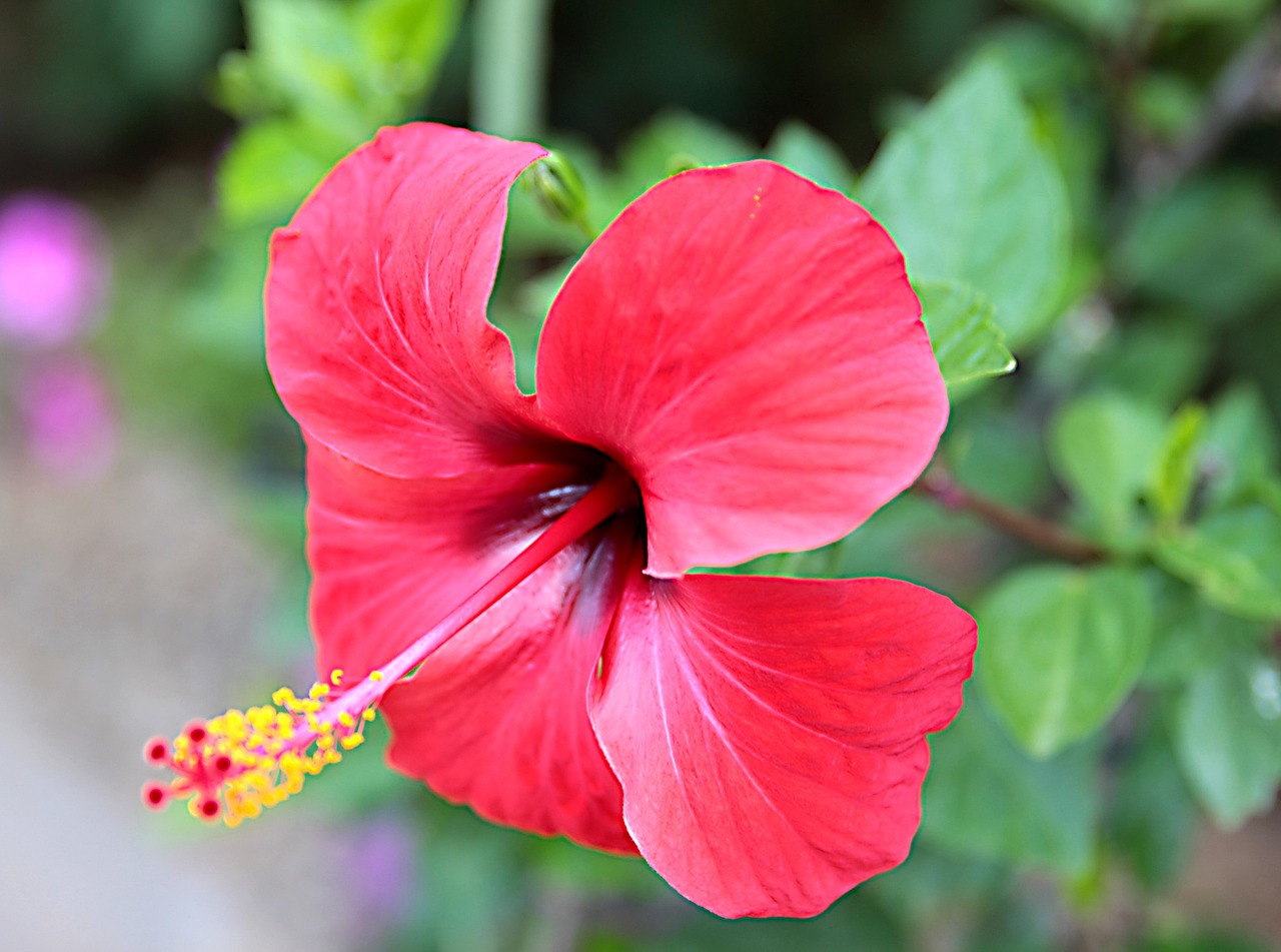 Japanese Rose Hibiscus Herb - Free photo on Pixabay - Pixabay