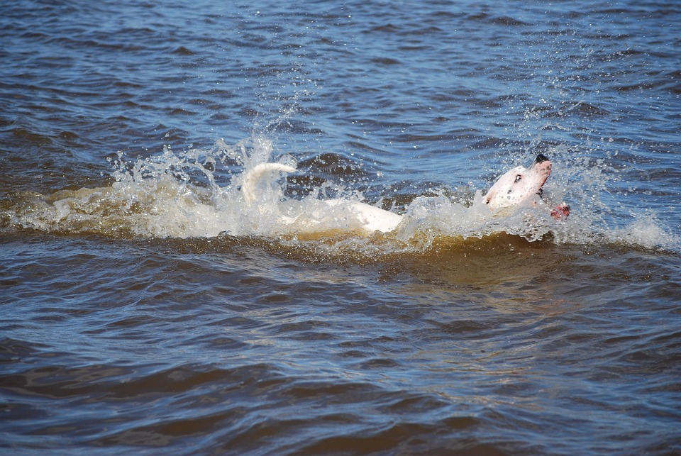 Dog Water Bad - Free photo on Pixabay
