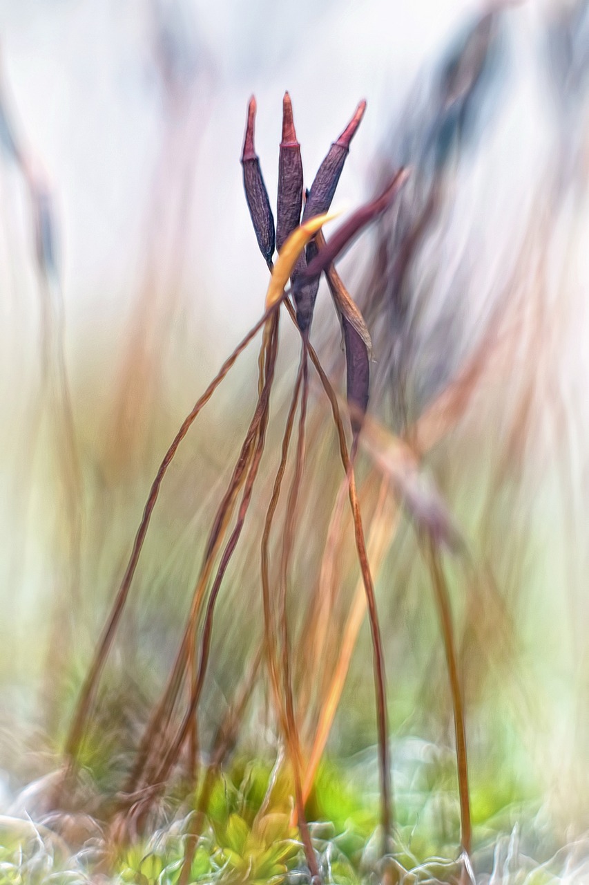 400+ Free Moss Flowers & Moss Images - Pixabay