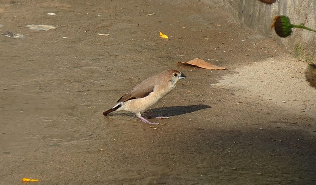 Bird Indian Silverbill - Free photo on Pixabay