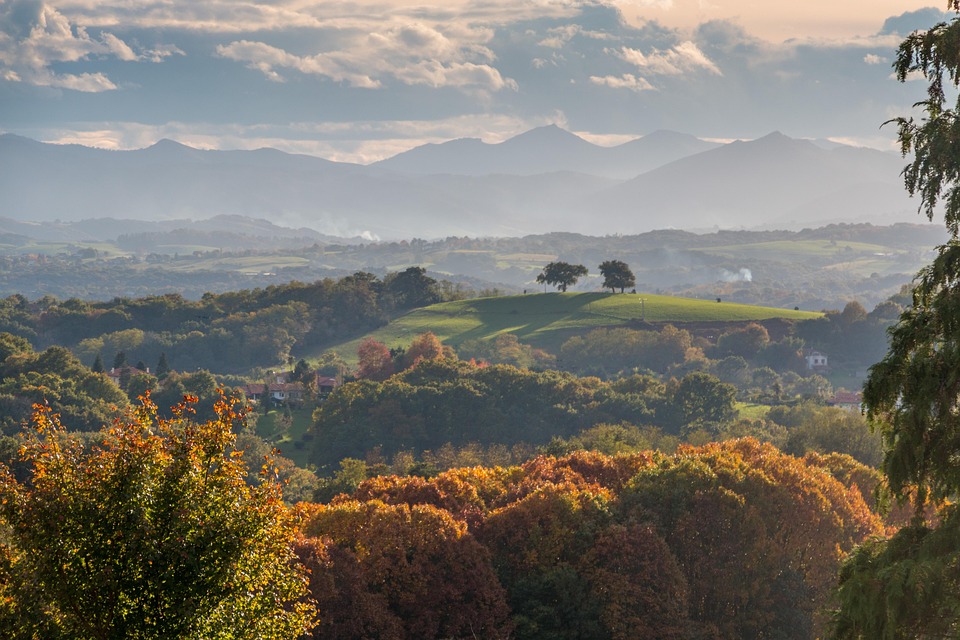 Autumn Landscape Tree Mist - Free photo on Pixabay - Pixabay