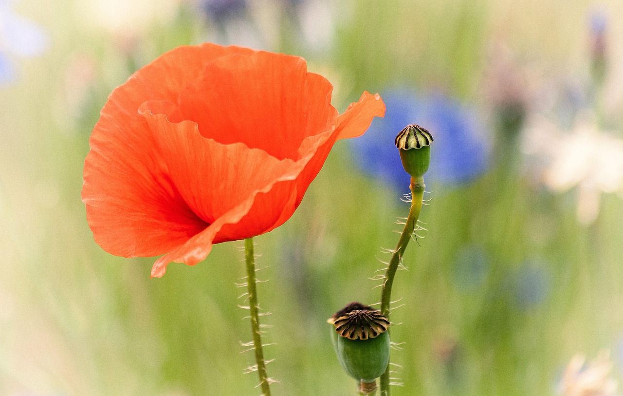 Opium Poppy Jagung Bunga - Foto gratis di Pixabay - Pixabay