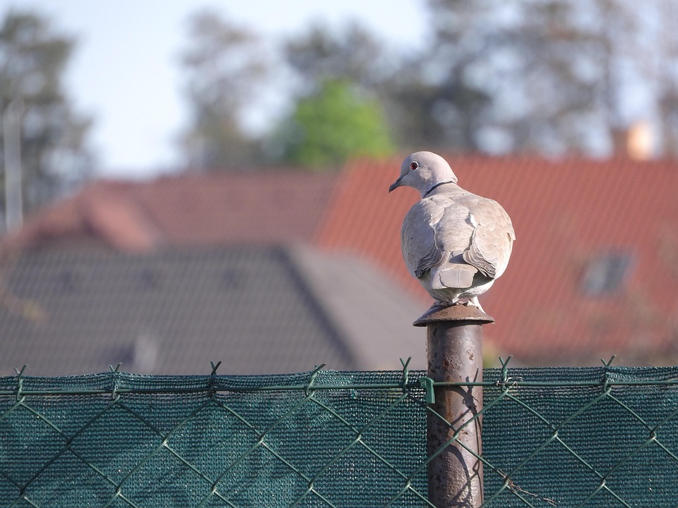 Garten Taube Streptopelia Decaocto - Kostenloses Foto auf Pixabay