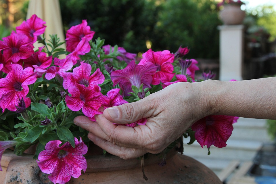 Flowers Hand Flower - Free photo on Pixabay