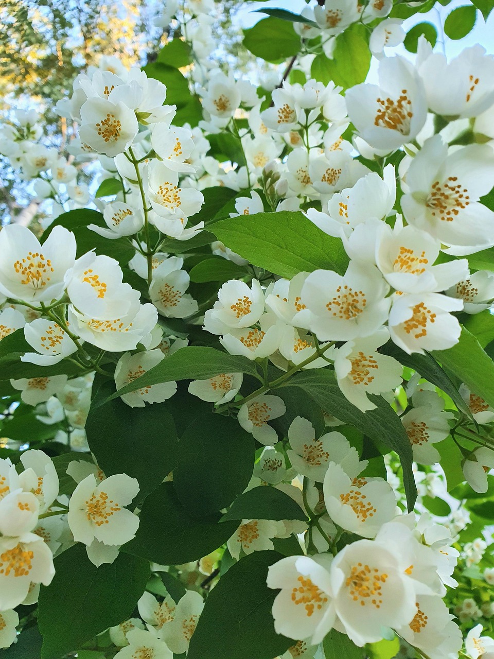 Jasmine Flower Shrubs - Free photo on Pixabay
