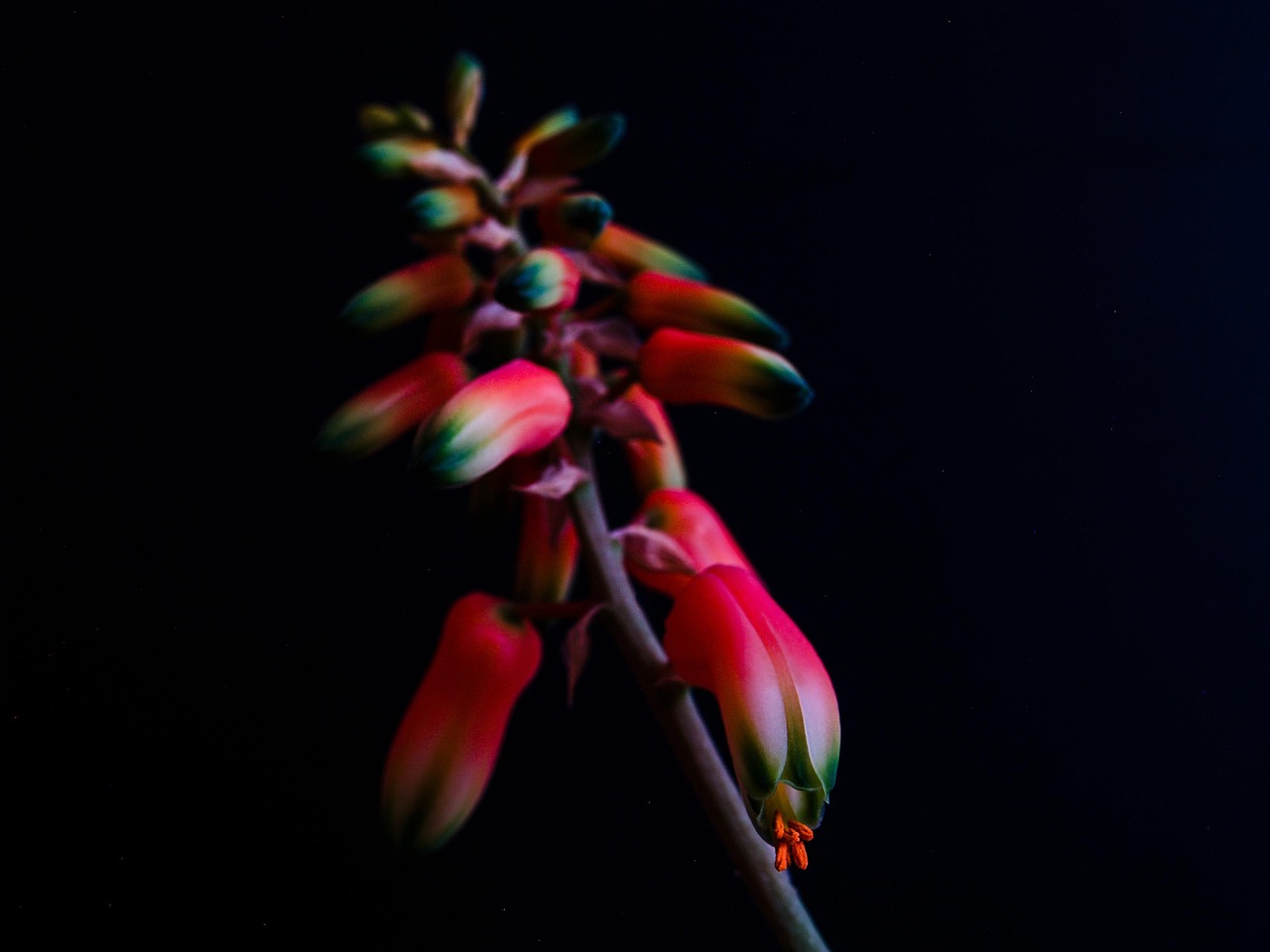 Bloom Flowering Succulent - Free photo on Pixabay - Pixabay