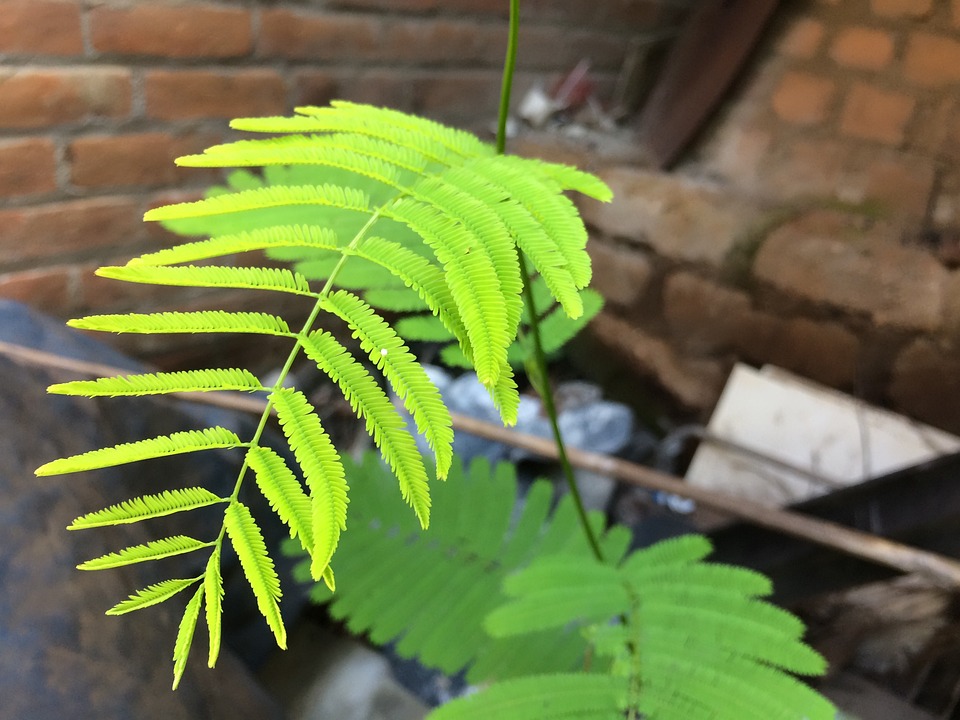 Zarza Green Leaves - Free photo on Pixabay - Pixabay