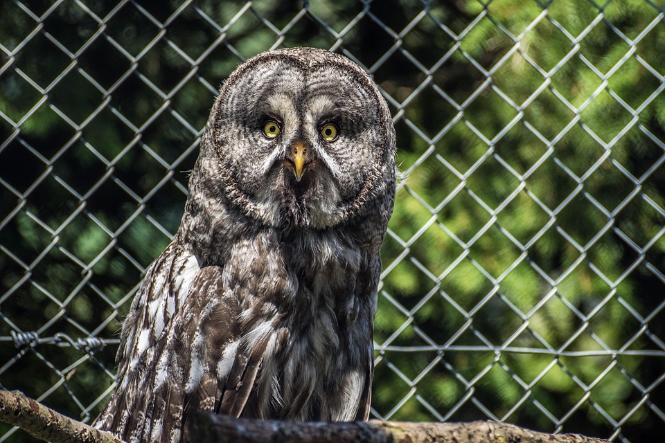 Bart Owl Hibou Oiseau La - Photo gratuite sur Pixabay - Pixabay