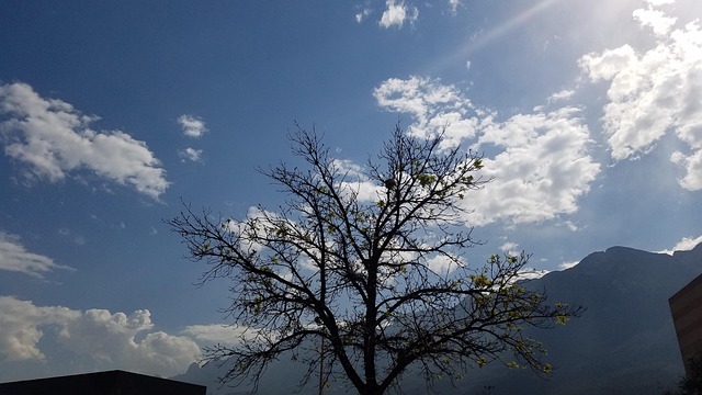 Arbre Monterrey - Photo gratuite sur Pixabay - Pixabay