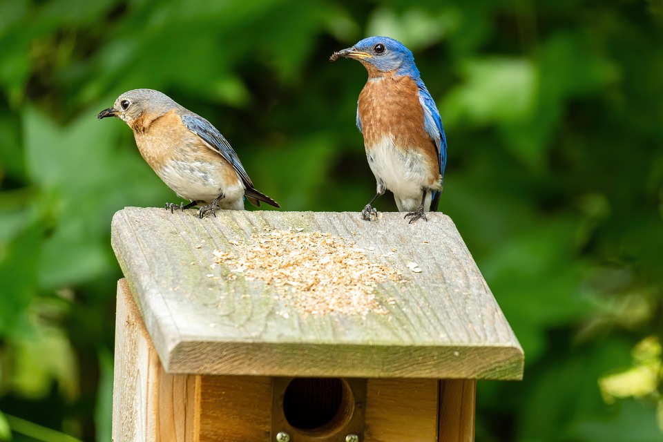 Eastern Bluebird Mated - Free photo on Pixabay