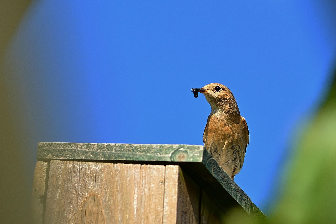 Bird Common Redstart Female - Free photo on Pixabay