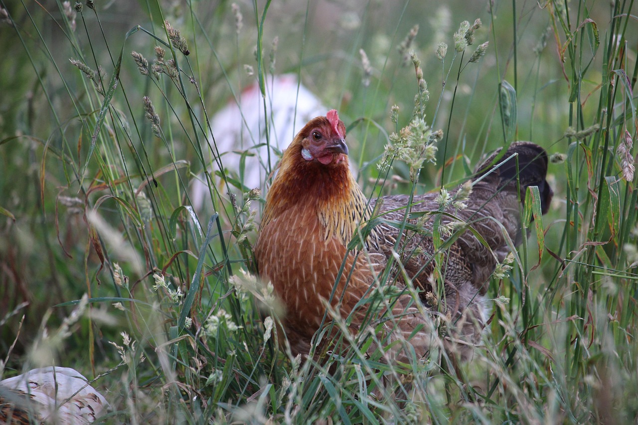 Hen Free Range Farm - Free photo on Pixabay - Pixabay