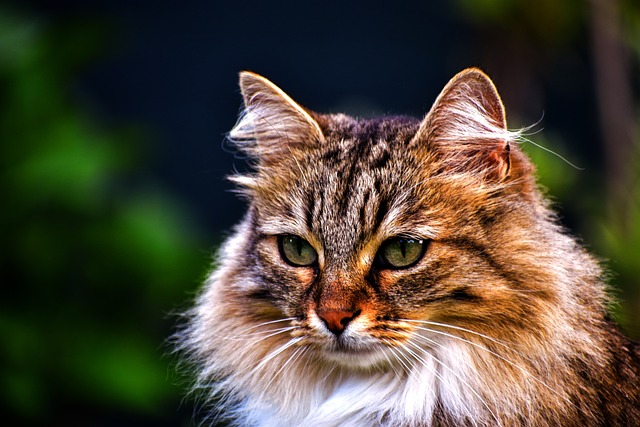 Animal Domesticated Fur - Free photo on Pixabay - Pixabay