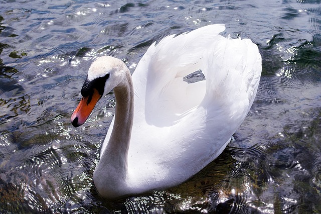Cisne Animal A Agulha - Foto gratuita no Pixabay - Pixabay