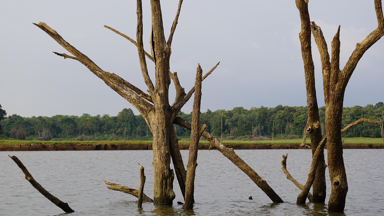 400+ Free Tree In Water & Nature Images - Pixabay