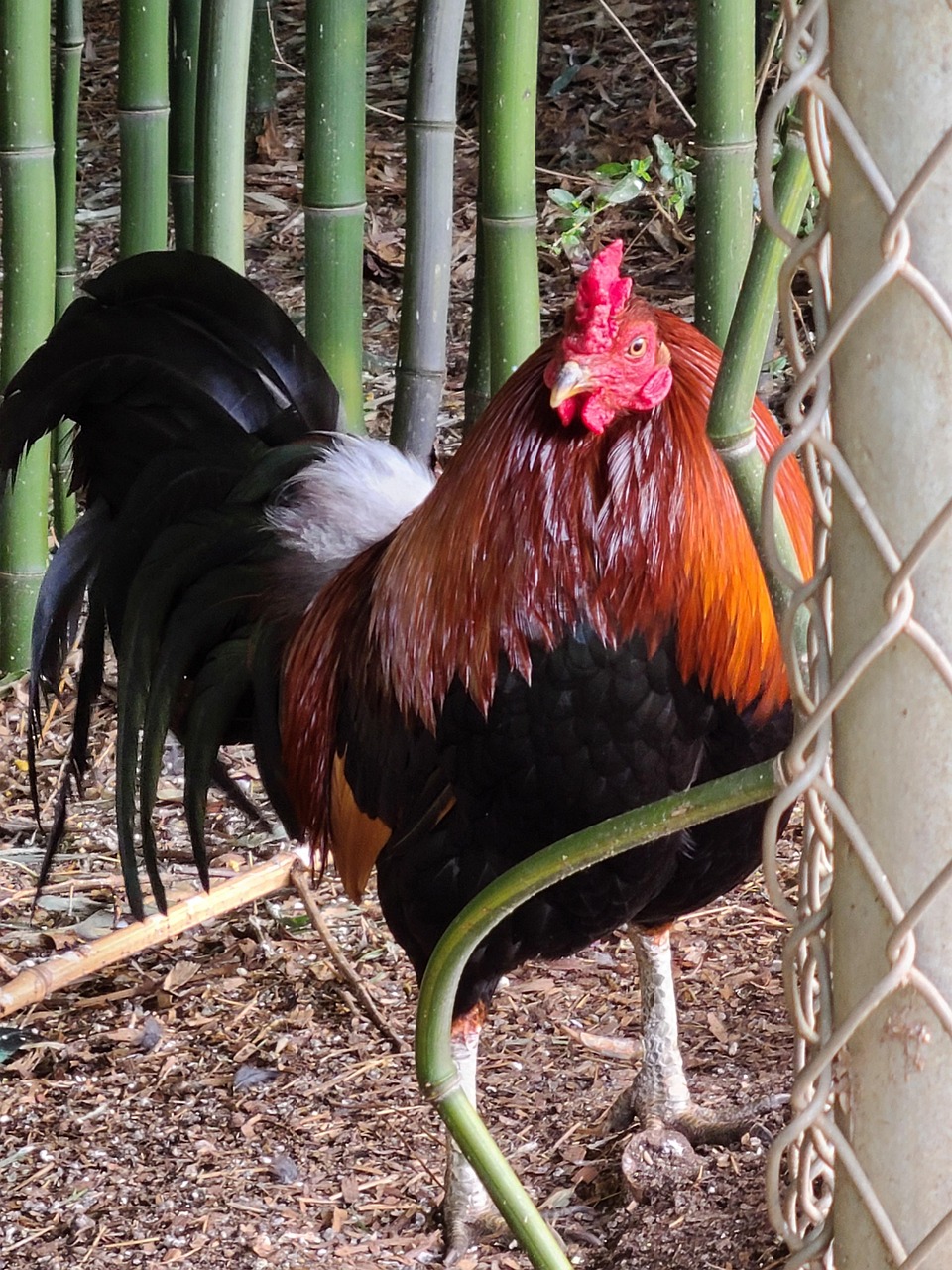 Rooster Bamboo Chickens - Free photo on Pixabay