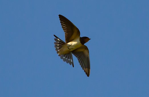 200+ kostenlose Schwalben und Vogel-Bilder - Pixabay