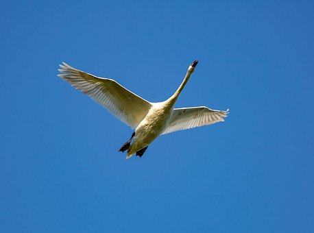 20+ Free Swan In Flight & Swan Images - Pixabay