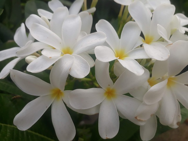 Periwinkle Flowers Garden - Free photo on Pixabay - Pixabay