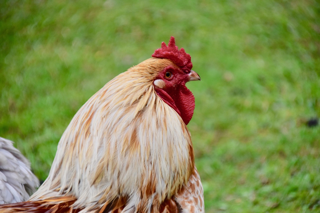 Rooster Adult Male Cock Home - Free photo on Pixabay - Pixabay