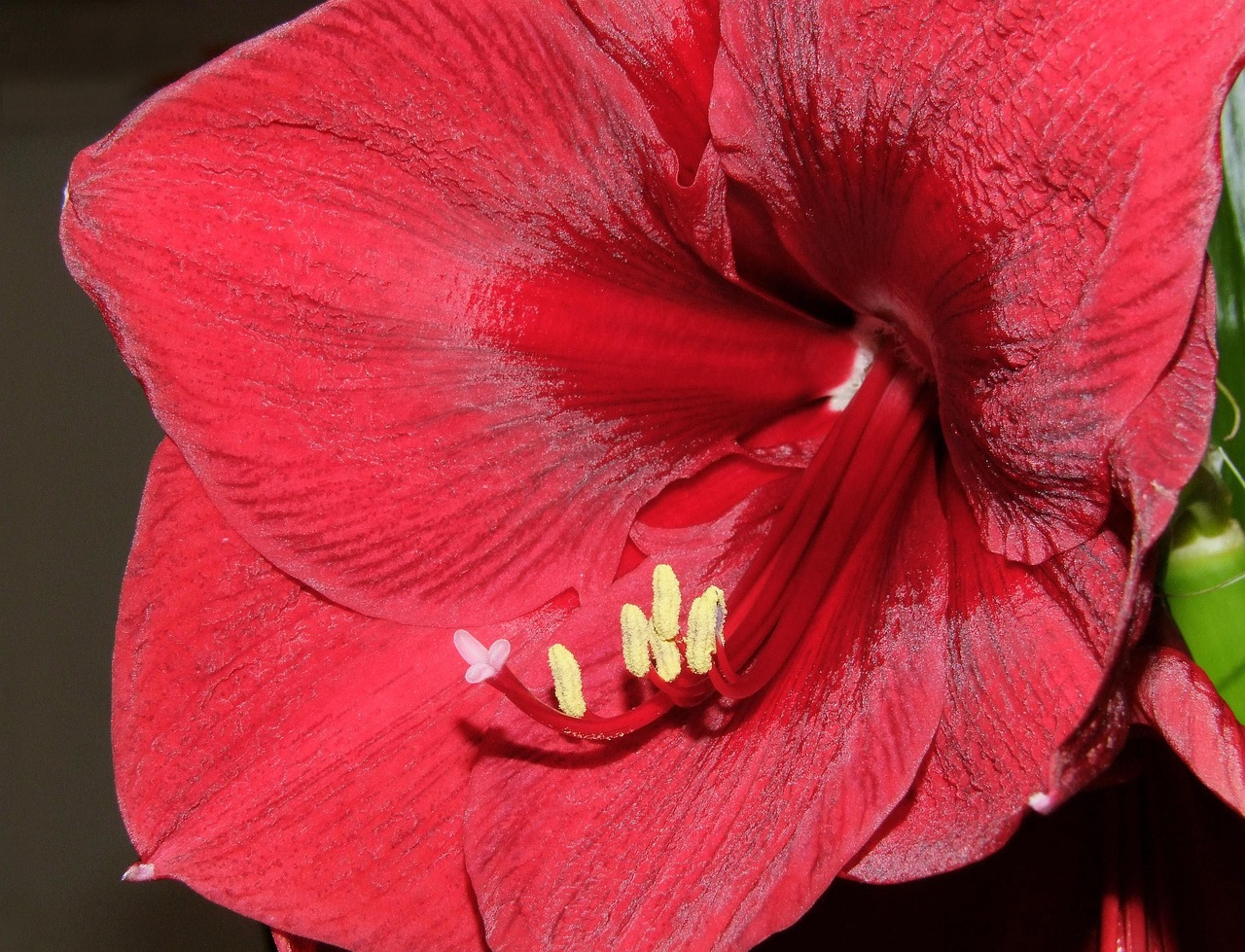 Amaryllis Orchidée Rouge - Photo gratuite sur Pixabay - Pixabay