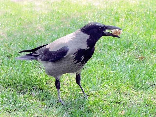Corneja Corvus Cornix Nogal Gris Y - Foto gratis en Pixabay - Pixabay