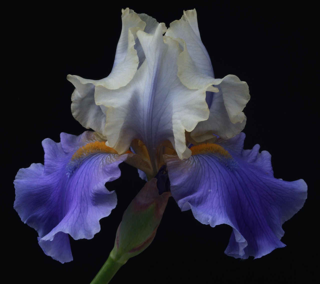Blooming Flowers Blossom Botany - Free photo on Pixabay