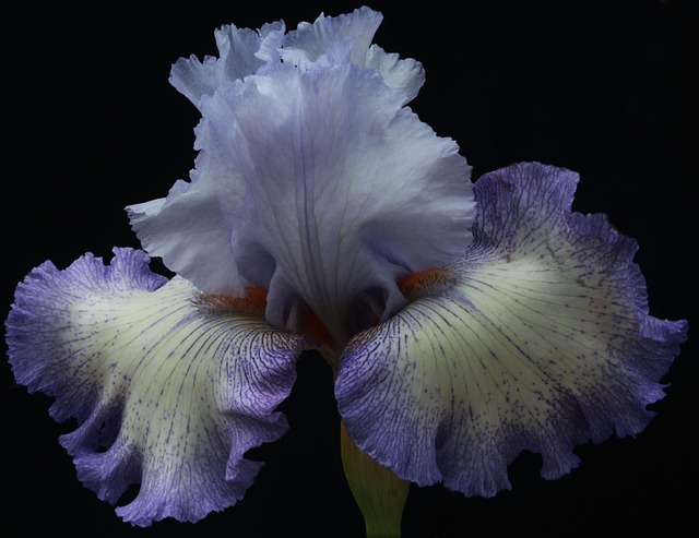 Blooming Flowers Blossom Botany - Free photo on Pixabay