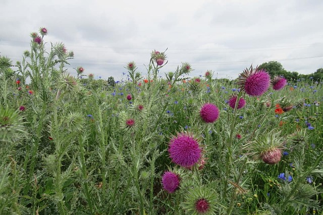 Chardon Prairie Fleurie La Nature - Photo gratuite sur Pixabay - Pixabay