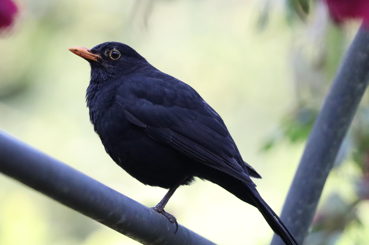 Blackbird Bird Beautiful - Free photo on Pixabay