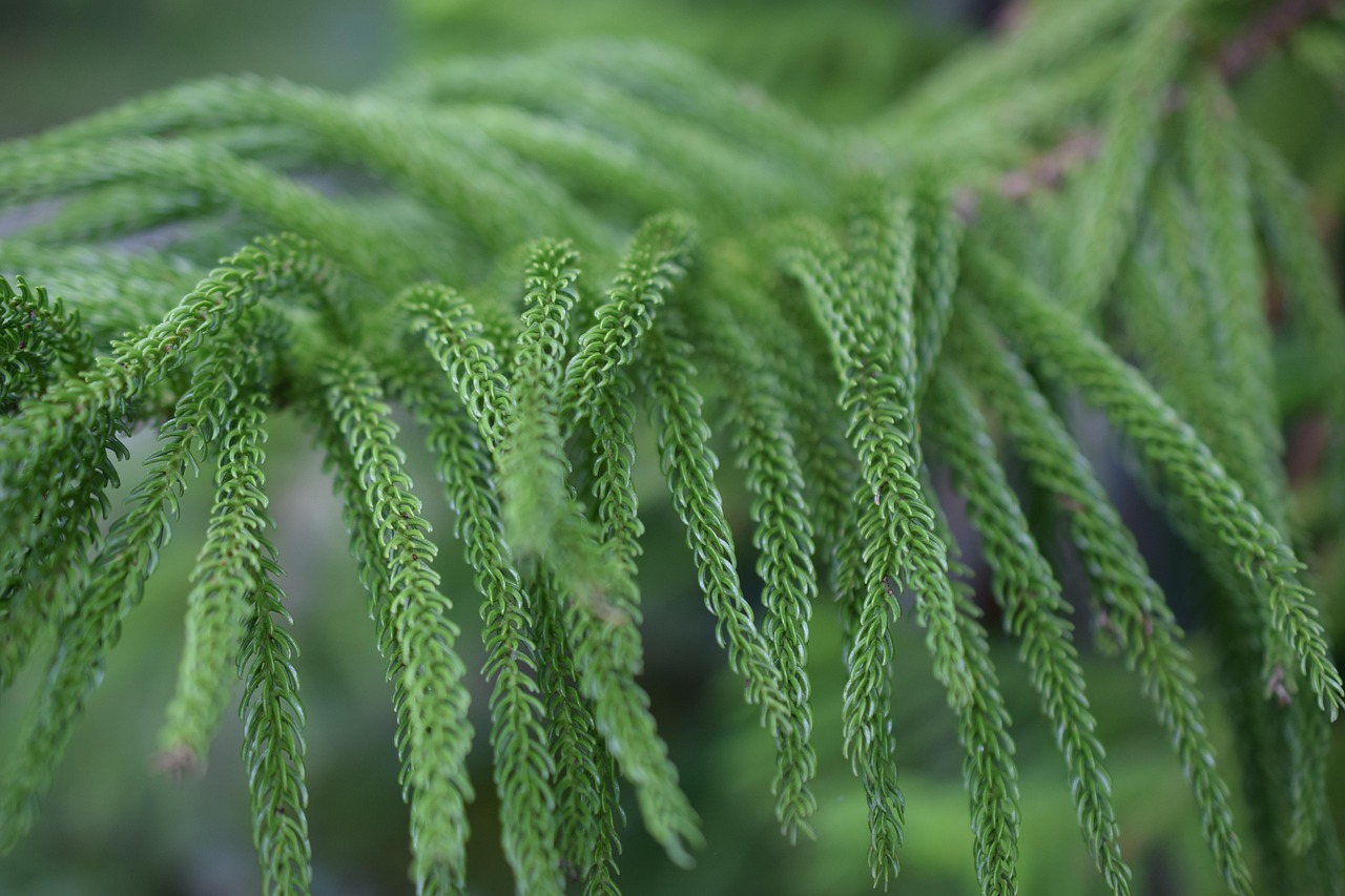 Samambaia Planta Natureza - Foto gratuita no Pixabay - Pixabay