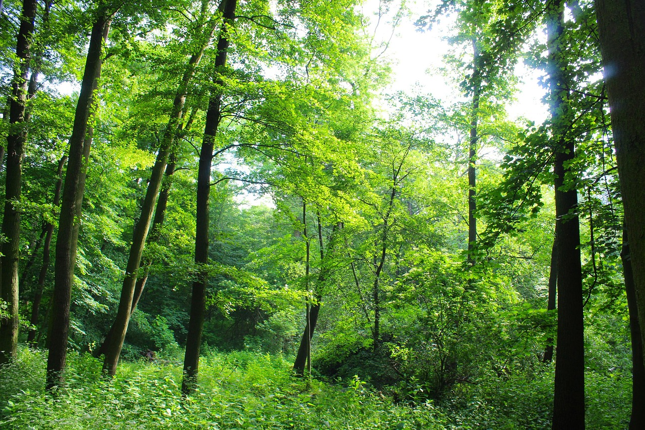 Naturaleza Plantas Sale De - Foto gratis en Pixabay