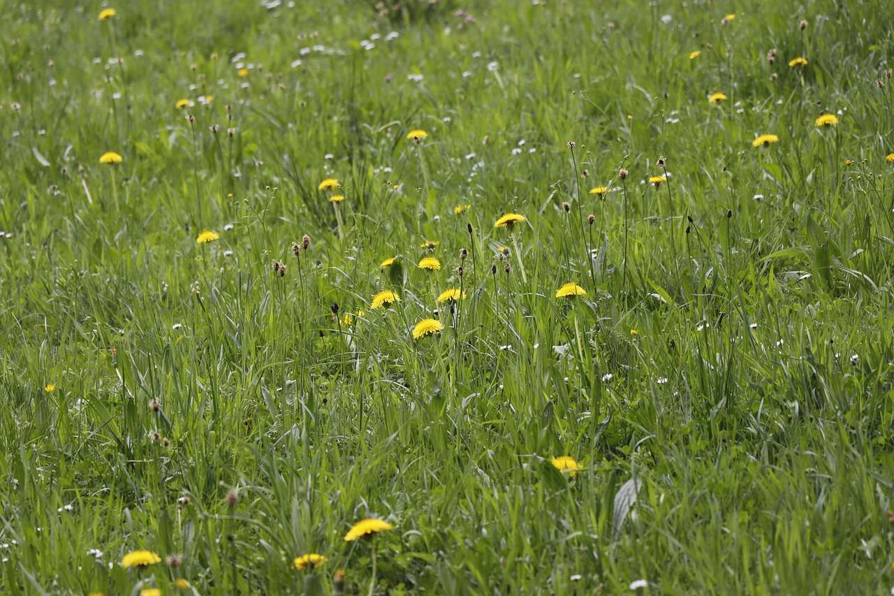 Prairie Cerf Jaune - Photo gratuite sur Pixabay - Pixabay
