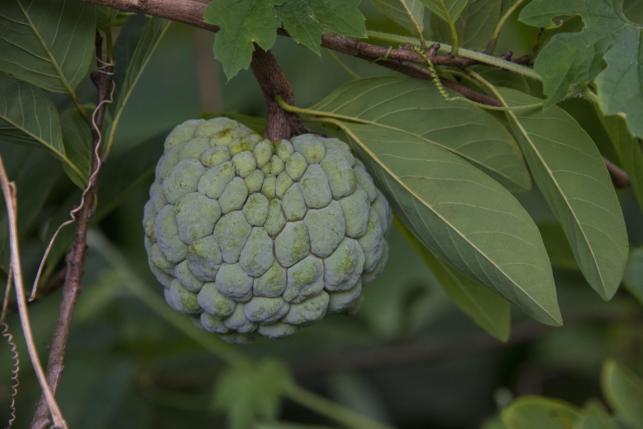 60+ Free Custard Apples & Fruit Images - Pixabay