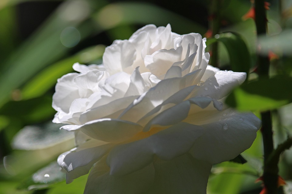 Rose Blanche Fleur - Photo gratuite sur Pixabay - Pixabay