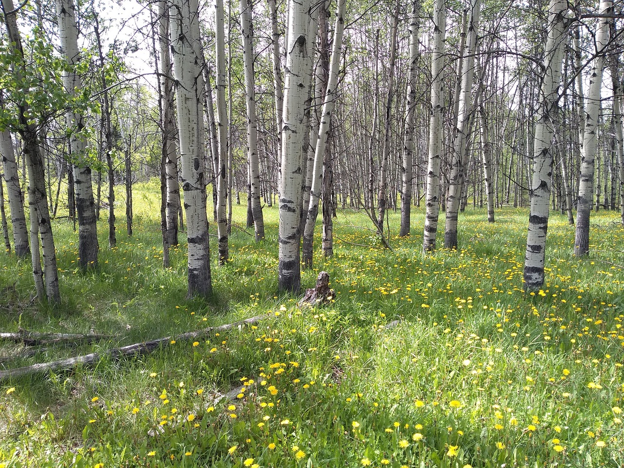 Woodland Birch Trees - Free photo on Pixabay - Pixabay