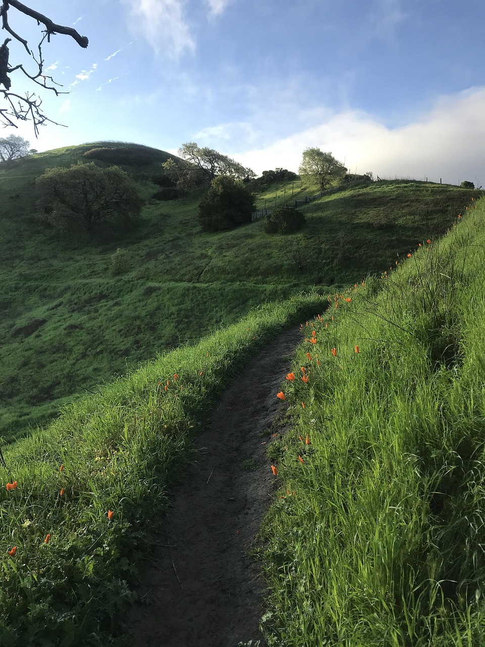East Bay Spring Grass - Free photo on Pixabay - Pixabay