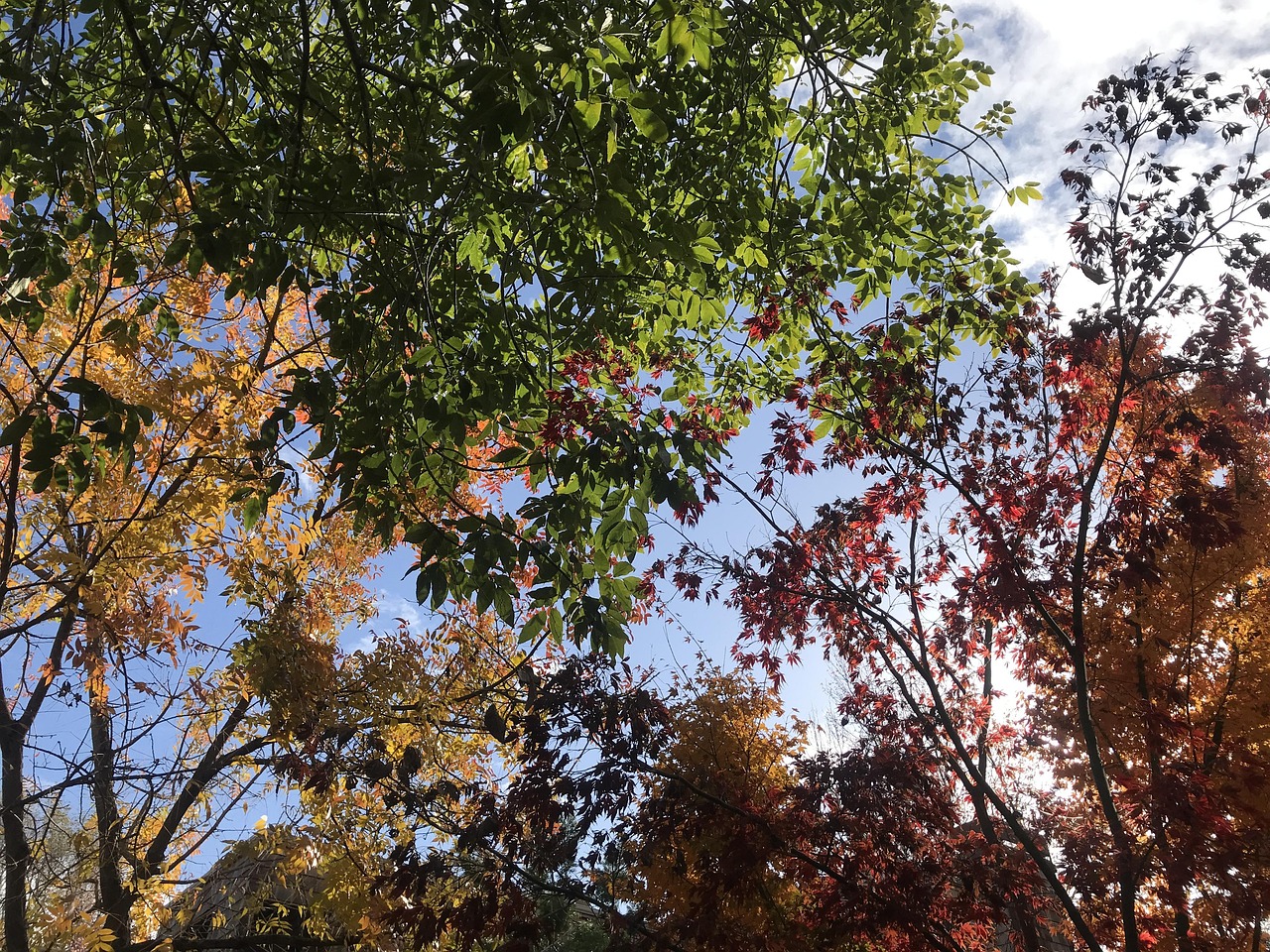 Fall Leaves Tree Tops Sky - Free photo on Pixabay - Pixabay