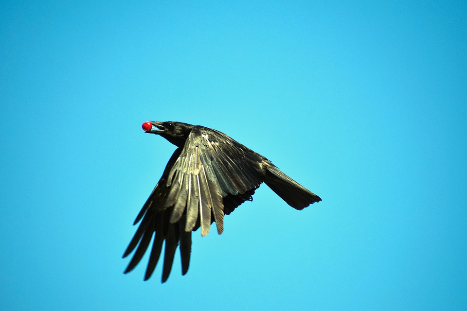 Cuervo Carroñero Pájaro - Foto gratis en Pixabay - Pixabay