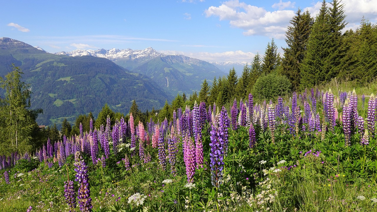 800+ Free Graubunden & Switzerland Images - Pixabay