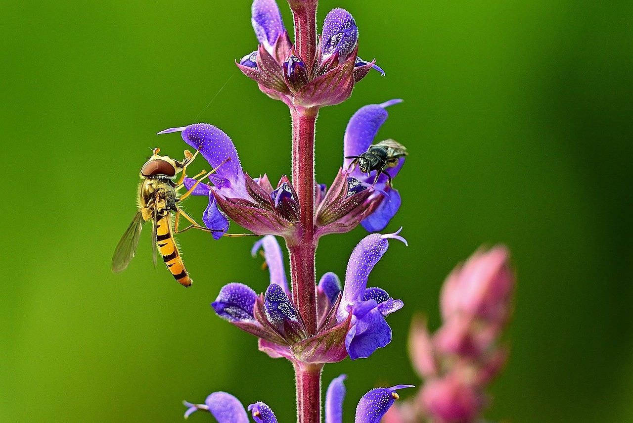 Fleurs Insecte Vol Stationnaire La - Photo gratuite sur Pixabay - Pixabay