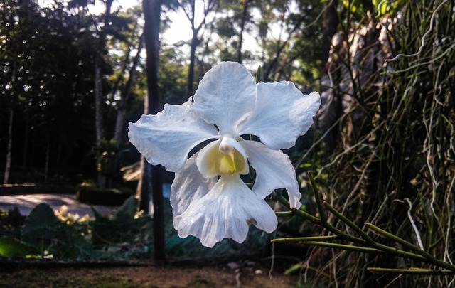 Alam Flora Bunga - Foto gratis di Pixabay - Pixabay