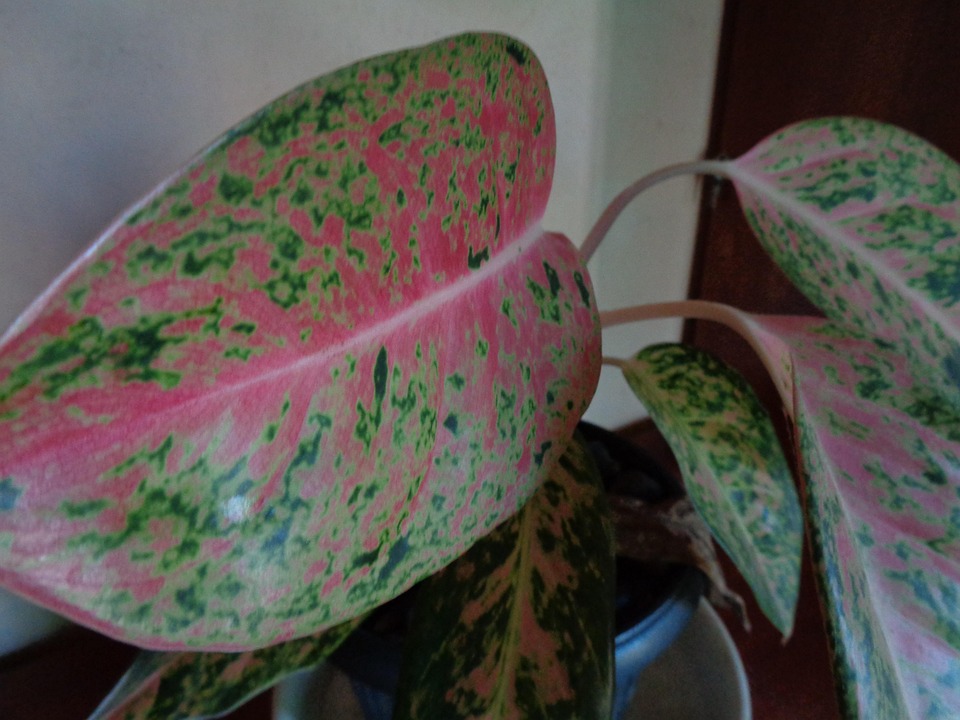 Planta Fresco Verde - Foto gratuita no Pixabay - Pixabay