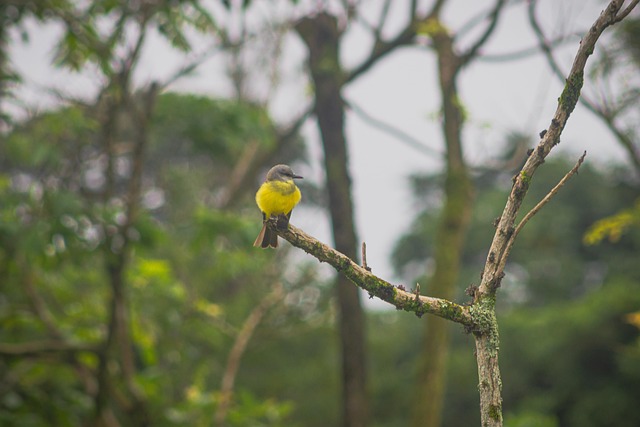 Colombia Pájaro Día - Foto gratis en Pixabay - Pixabay