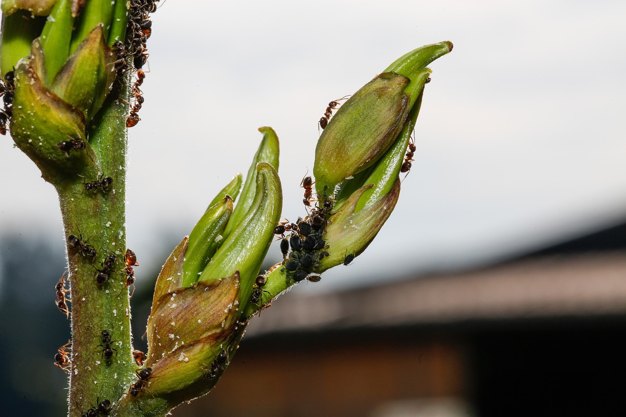 Ants Aphids Animals Palm - Free photo on Pixabay - Pixabay