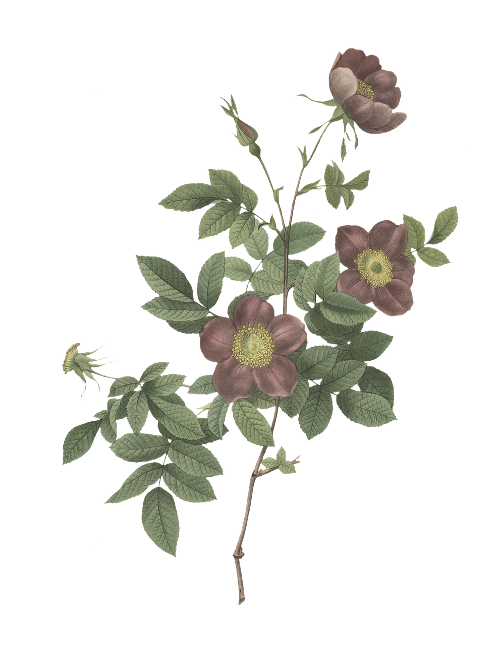 Download Flower Purple Violet Royalty-Free Stock Illustration Image ...