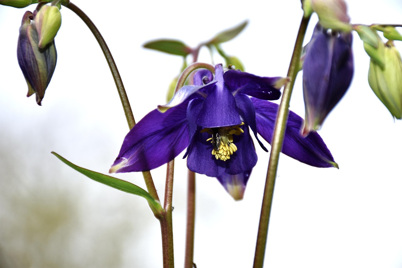 Aquilegia Vulgaris Columbine - Free photo on Pixabay