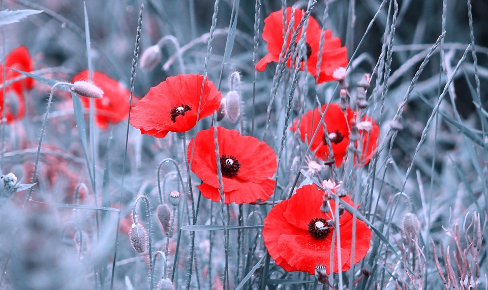 Nature Plants Poppies - Free photo on Pixabay - Pixabay