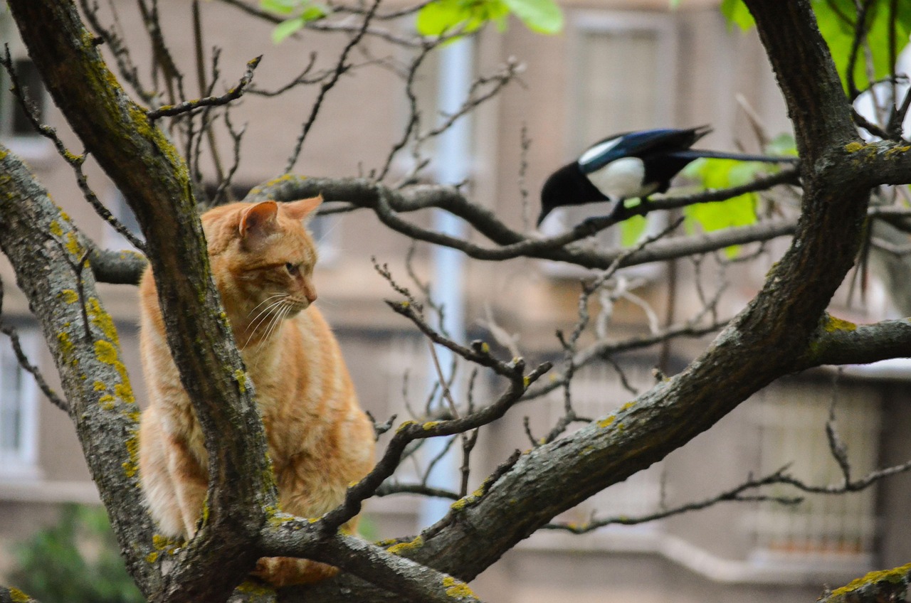 Les Animaux Des Oiseaux La Plume - Photo gratuite sur Pixabay - Pixabay