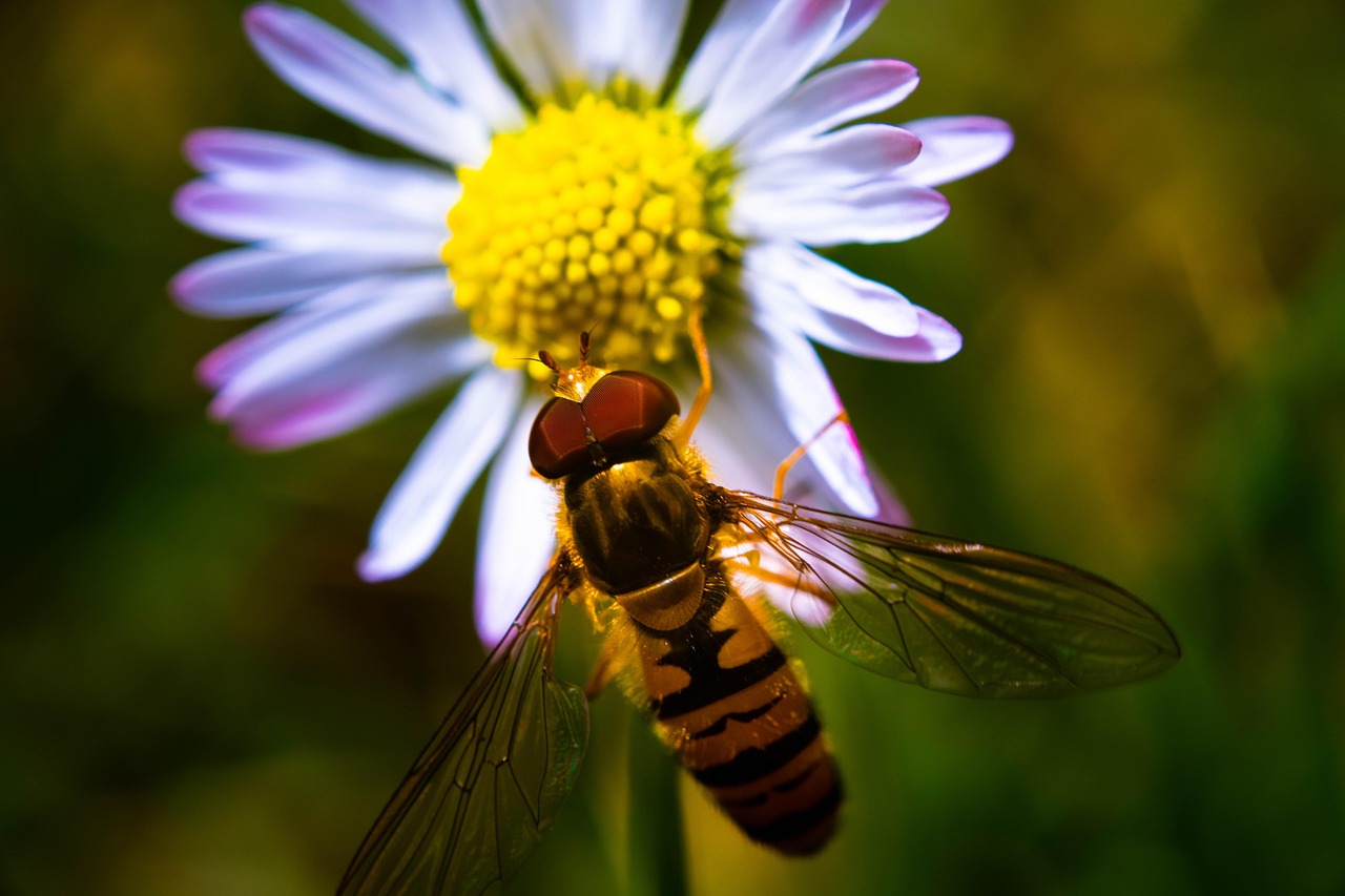 Biology Eye Macro - Free photo on Pixabay - Pixabay